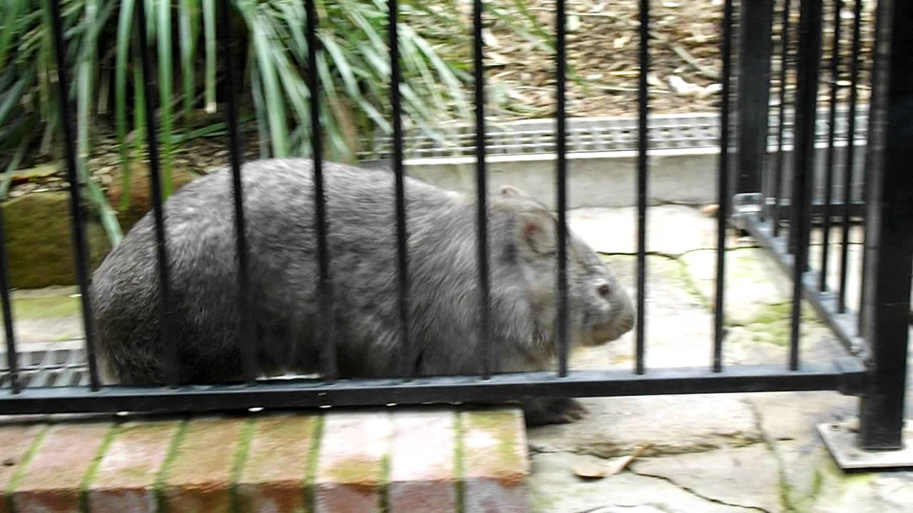 Wombat Stress Attack.. - YouTube