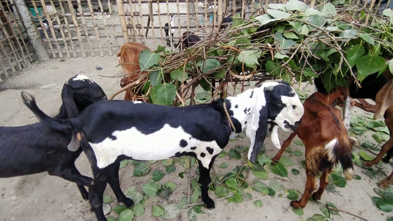Assam Goat Farm M/n-8638952031 - YouTube