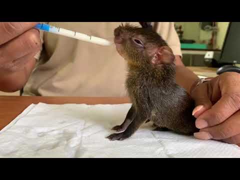 Feeding 1 week old agouti!
