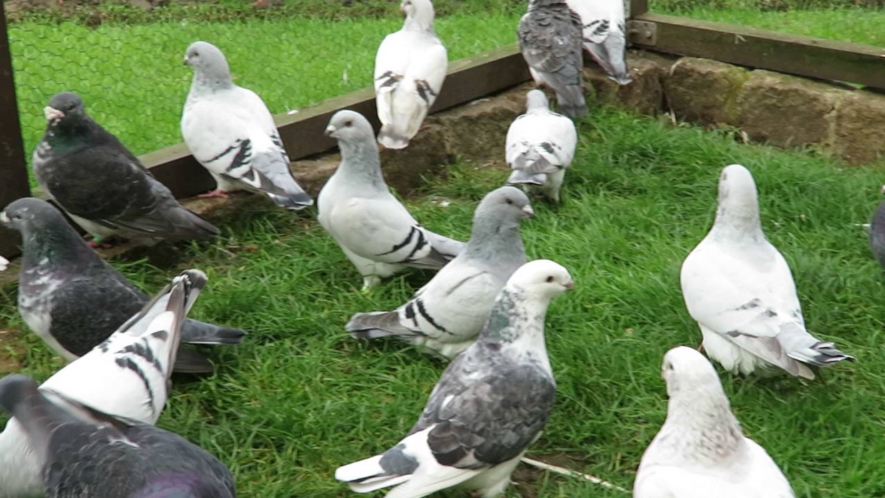 Pigeons - Standart i Show Racer - YouTube