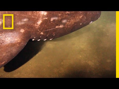 Rarely Seen Shark Filmed Near Underwater Volcano | National Geographic ...