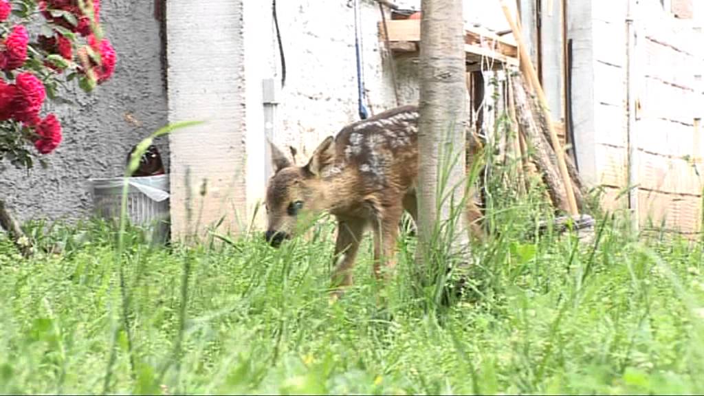 Malo lane spašeno iz potoka - YouTube