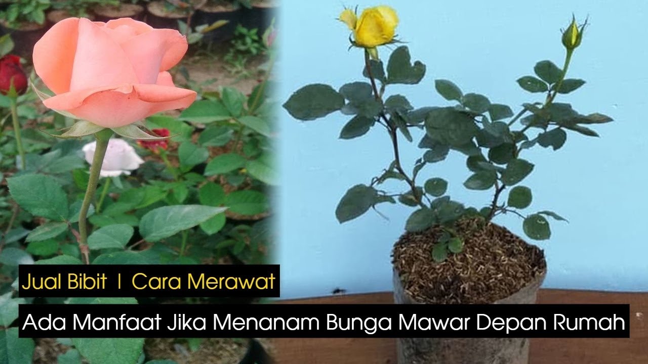 Jual Bibit Bunga Mawar Berbagai Jenis Warna Dan Manfaat Menanam Nya ...