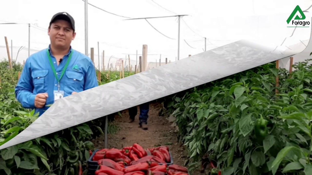 Aprendiendo con Foragro #4 - Programa para el control de insectos ...