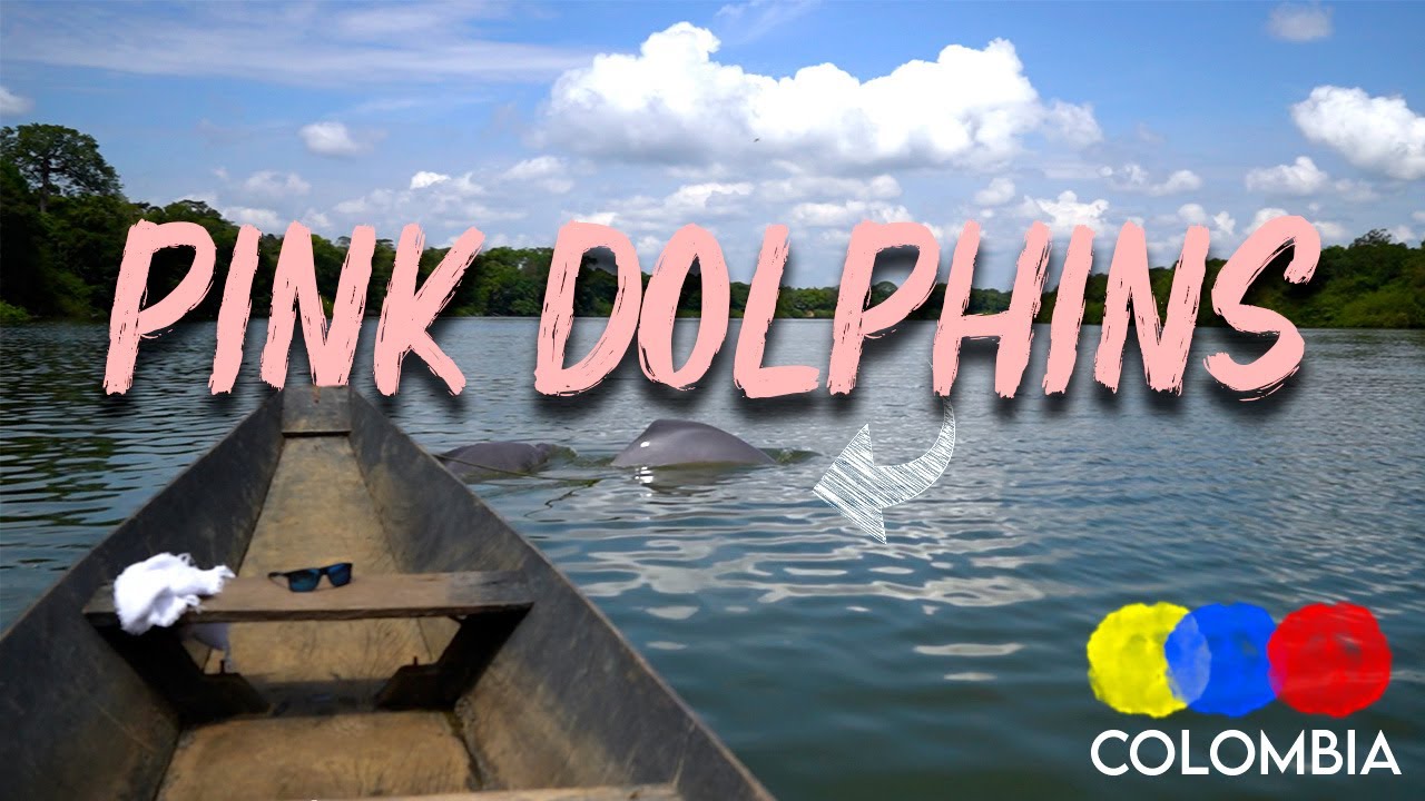Pink Dolphins Act like Dogs - Villa Lilia, Guaviare in Colombia - YouTube