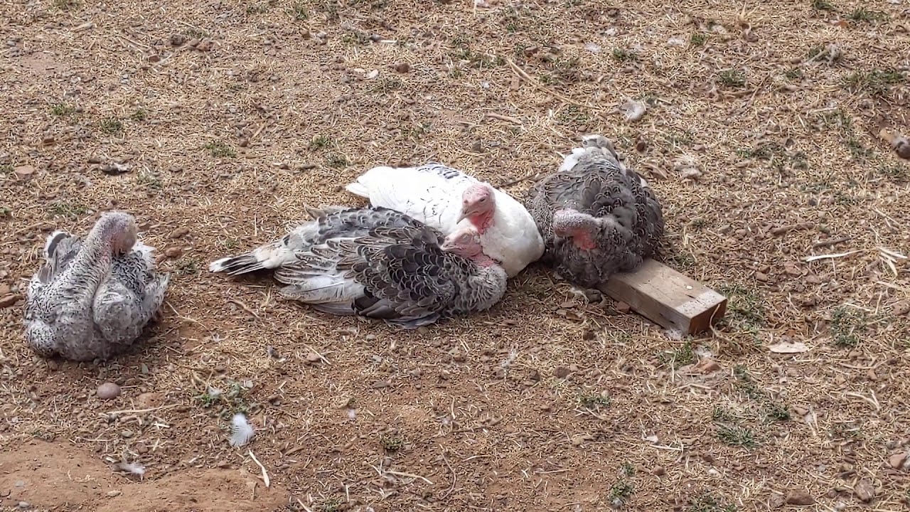 Young turkey nap time - YouTube