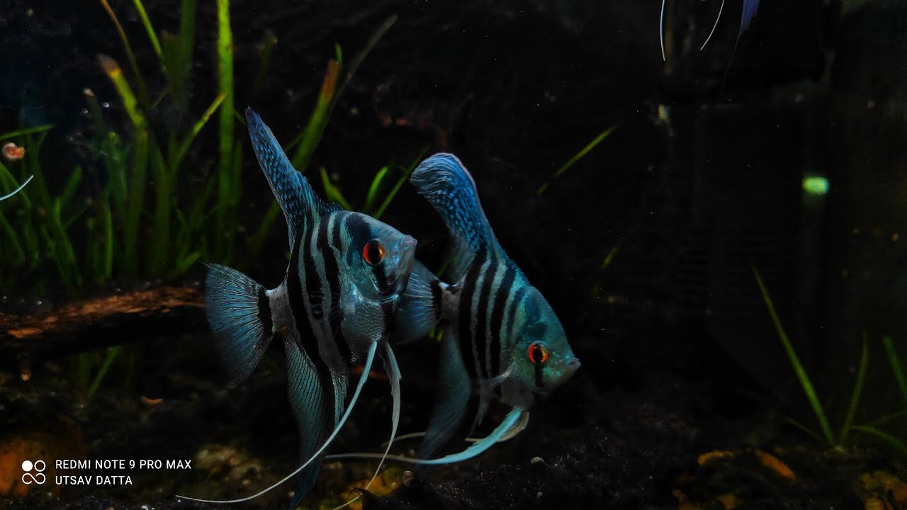 Blue Angel Fish | How to keep angel fish| Angel Fish care - YouTube
