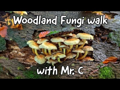 Fungi Walk - YouTube