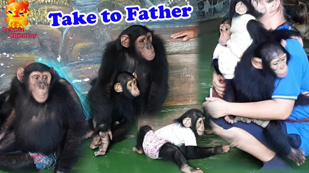 How busy.................Take Small Chimpanzee to dad - YouTube