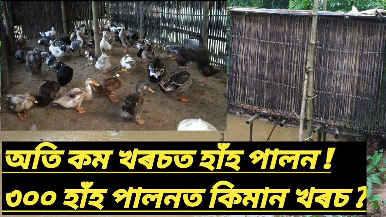 কম খৰচত হাঁহ পালন কৰি স্বাৱলম্বী গোৱালপাৰা জিলাৰ যুৱক । duck farming in ...