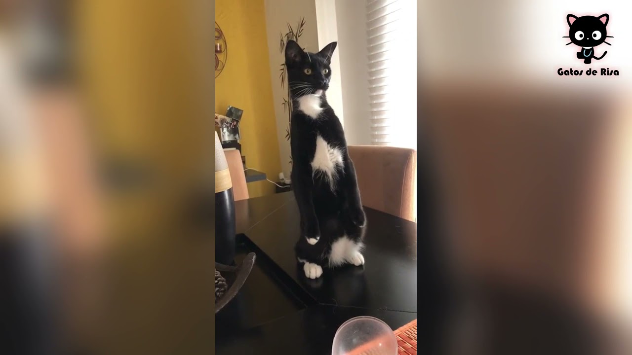 Gatos de Risa - Videos de Risa de Gatos Chismosos Parte 1 #1 - YouTube