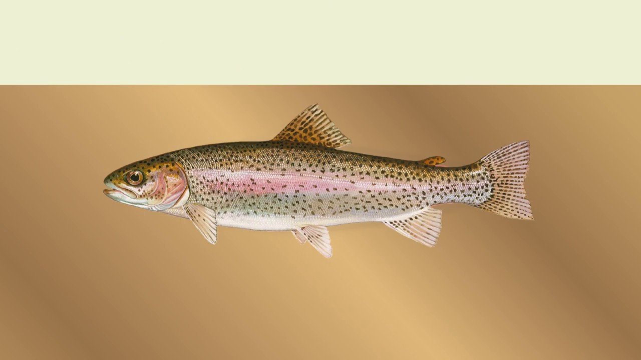 How to Use the Fish Advisories - YouTube