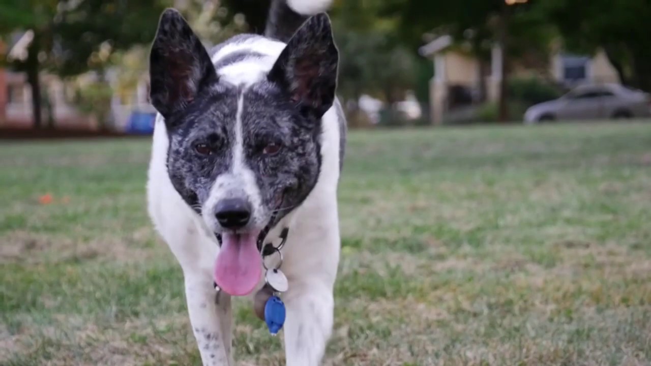 copyright free dog videos | All free copyright - YouTube