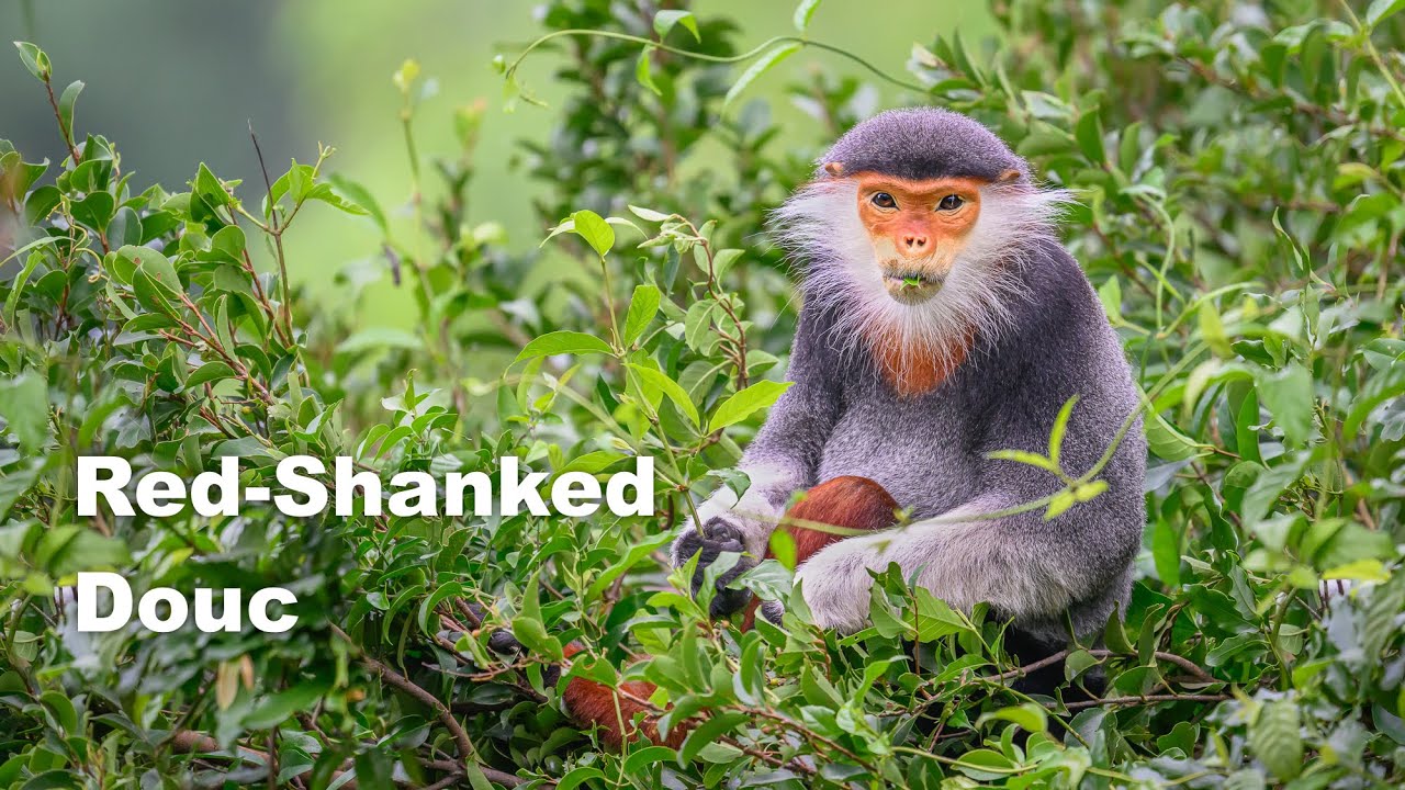 Worlds Most Beautiful Monkey