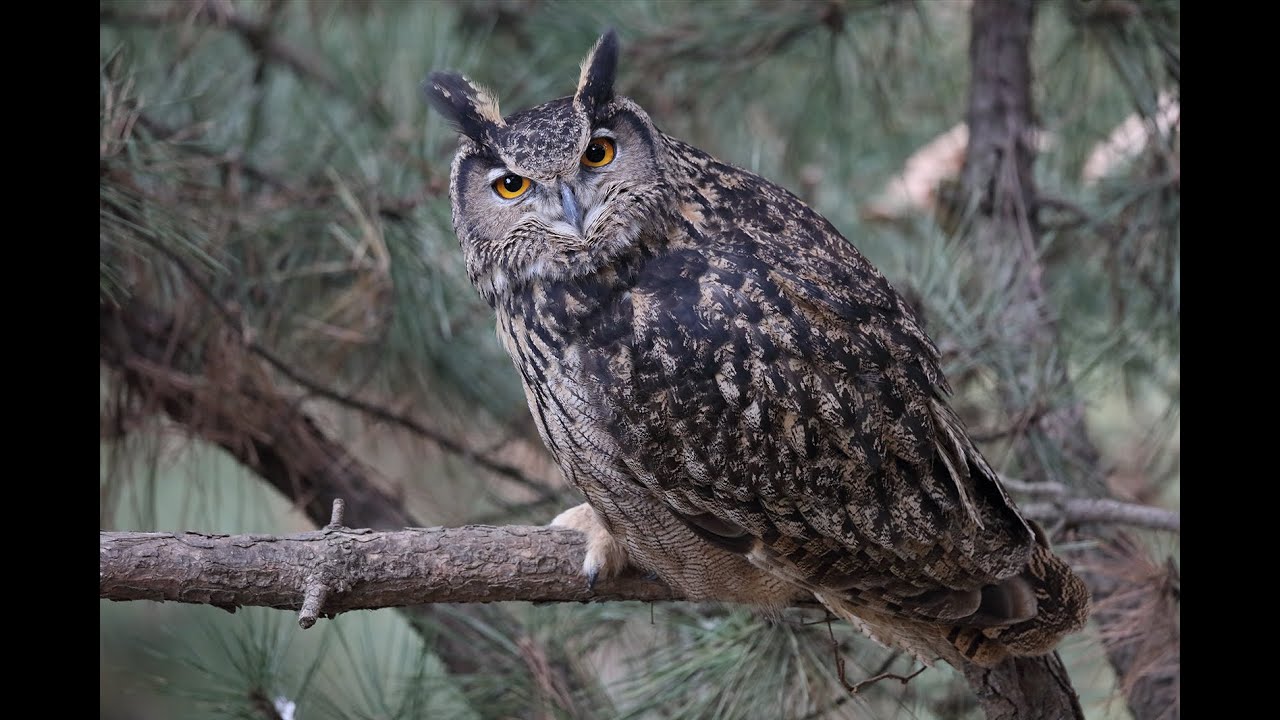 Korea owl 수리 부엉이 - YouTube