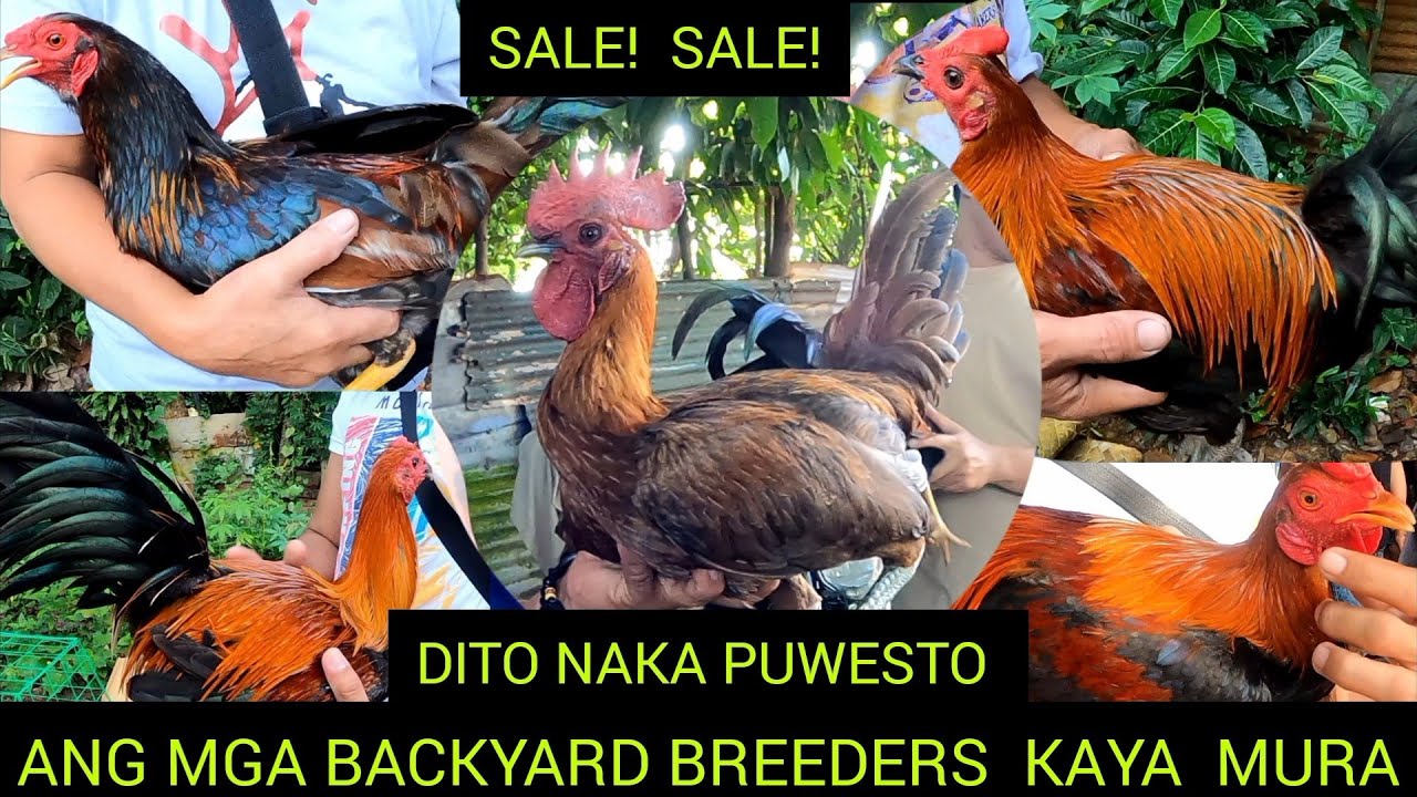 BILIHAN NG MANOK SA BULACAN UPDATED PRICE - YouTube