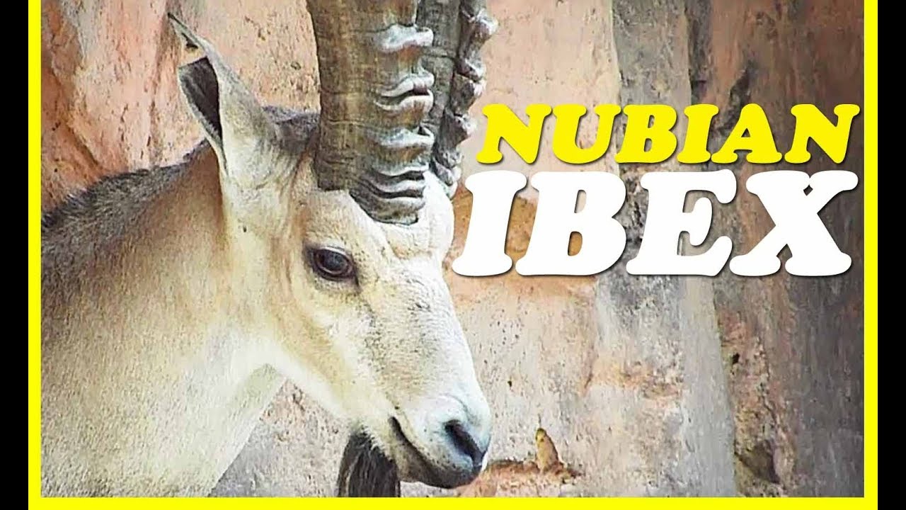 Singapore Zoo Nubian Ibex area - YouTube