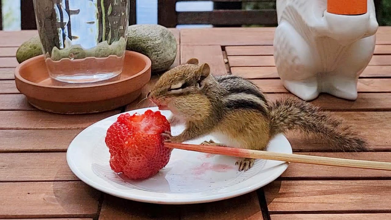 딸기로 배 채우는 아기 다람쥐 몰리 Baby Chipmunk Fills Her Tummy With Strawberry - YouTube