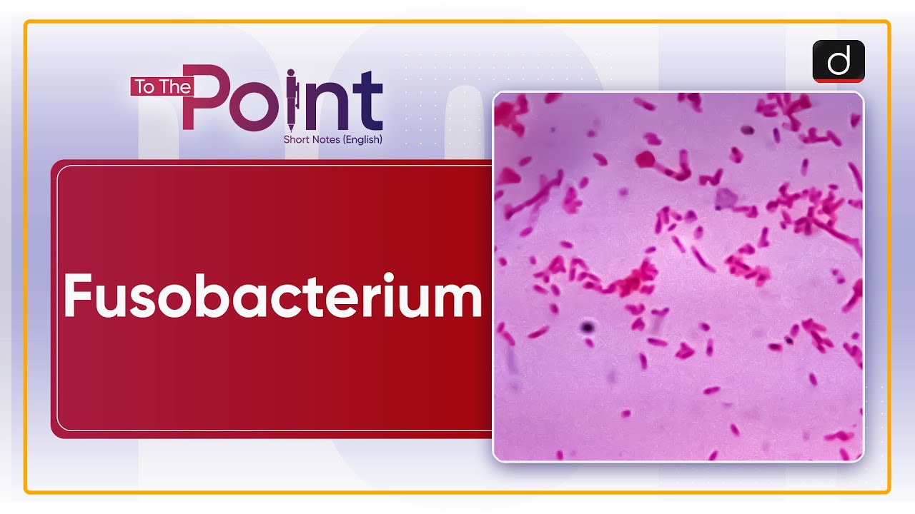 Fusobacterium - To The Point | Drishti IAS English - YouTube