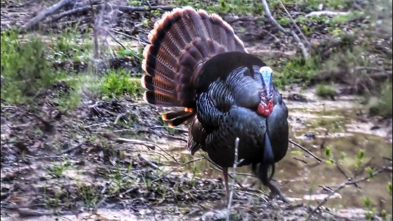 Southern Indiana Turkey Harvest (Public Land) - YouTube