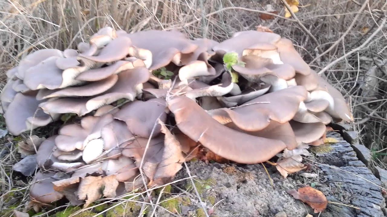 Pecurka bukovaca Pleurotus ostreatus - YouTube