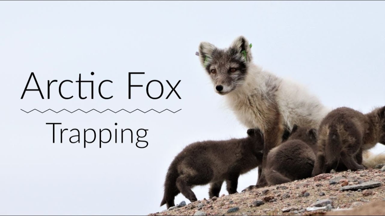 Close Encounters with Predators - Week in the life of an Arctic ...