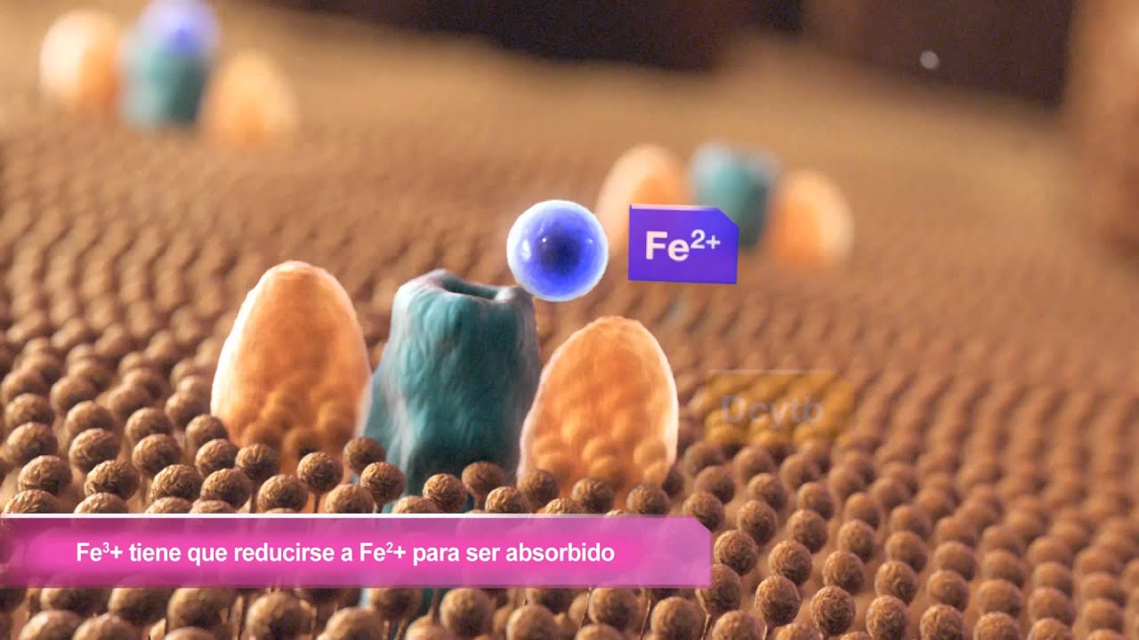 Video Anemia por Deficiencia de Hierro - YouTube