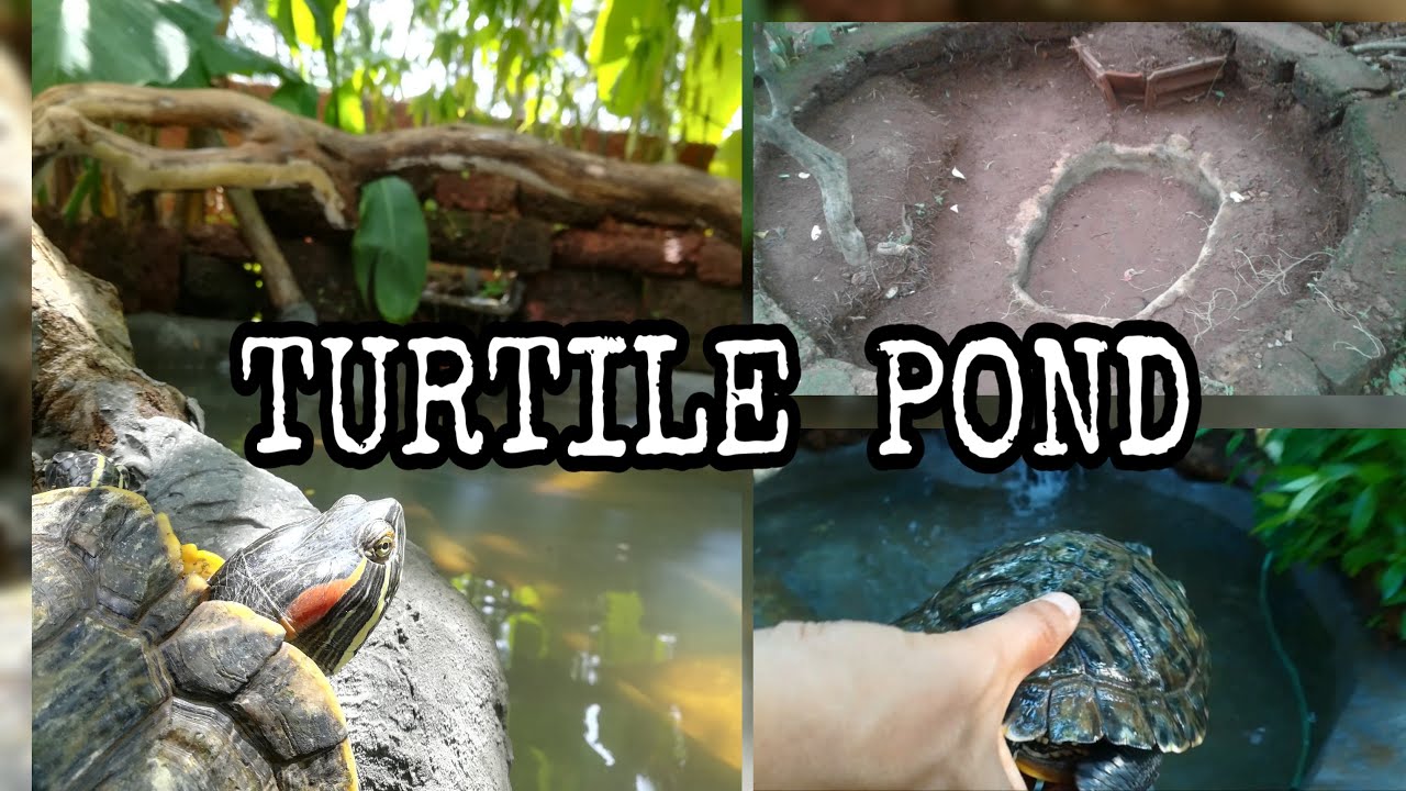 LOCKDOWN DIY TURTLE POND || CEMENT POND || POND MAKING || GARDEN IDEA ...