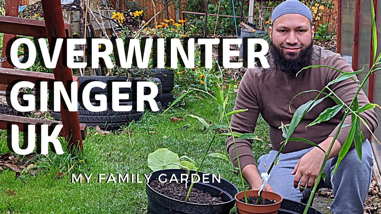 How To Overwinter Ginger - How To Grow Ginger UK - YouTube