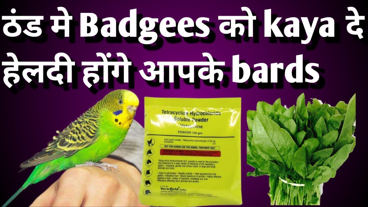 ठंड मे budgies को keya देना चाइये आपके birds haldy होंगे##sanflowar ...