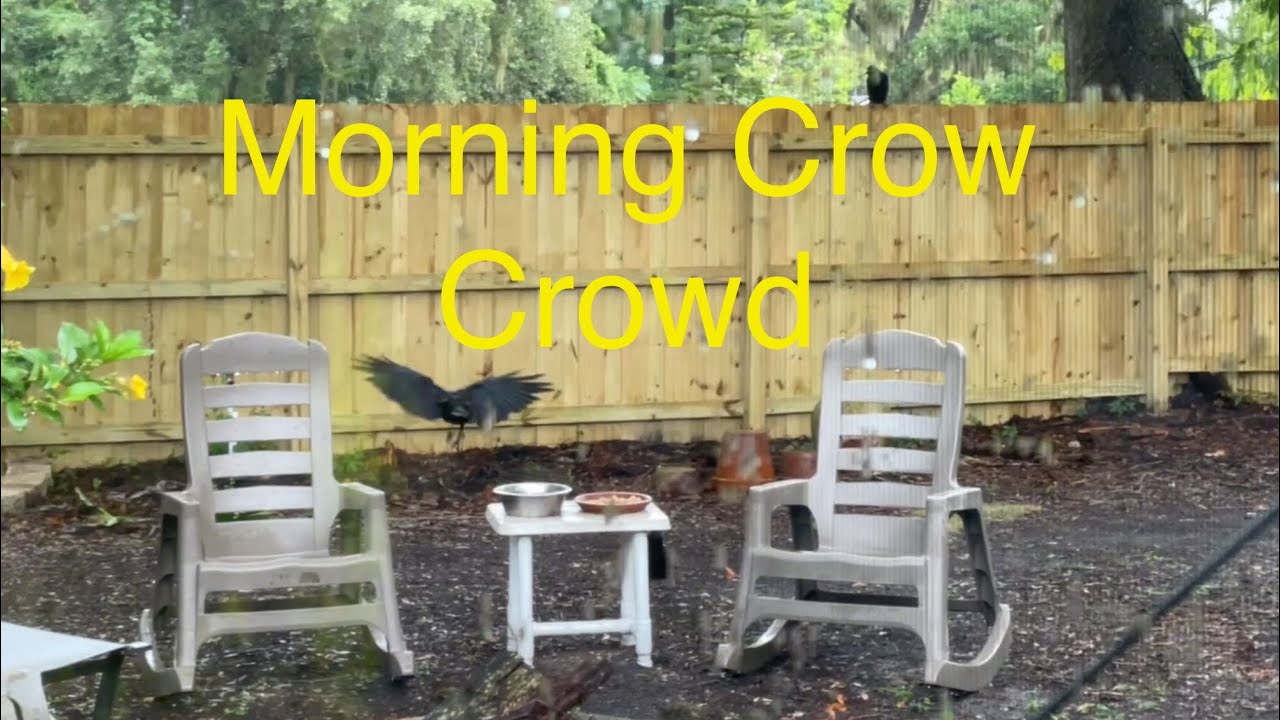 Morning Crow Crowd - YouTube