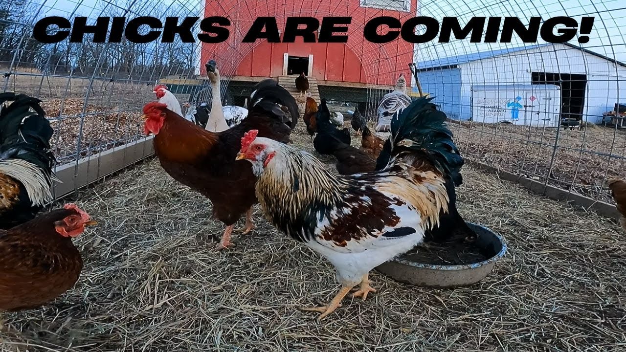 Prepping For Arrival of Chicks - YouTube