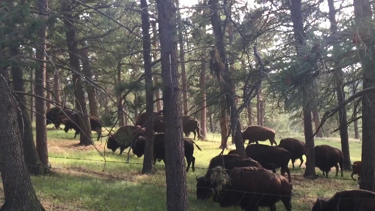 Bison (buffalo) in Golden Colorado - YouTube