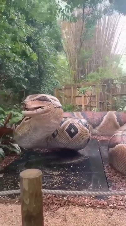 The Pythonidae, commonly known as pythons, are a family of nonvenomous ...