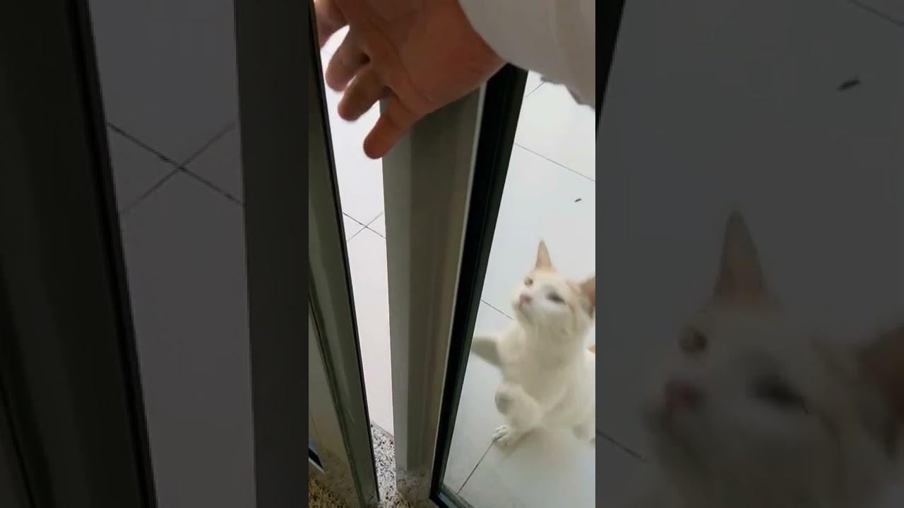 how fast your cat reflexes #shorts #cats #catsfacts #113 - YouTube