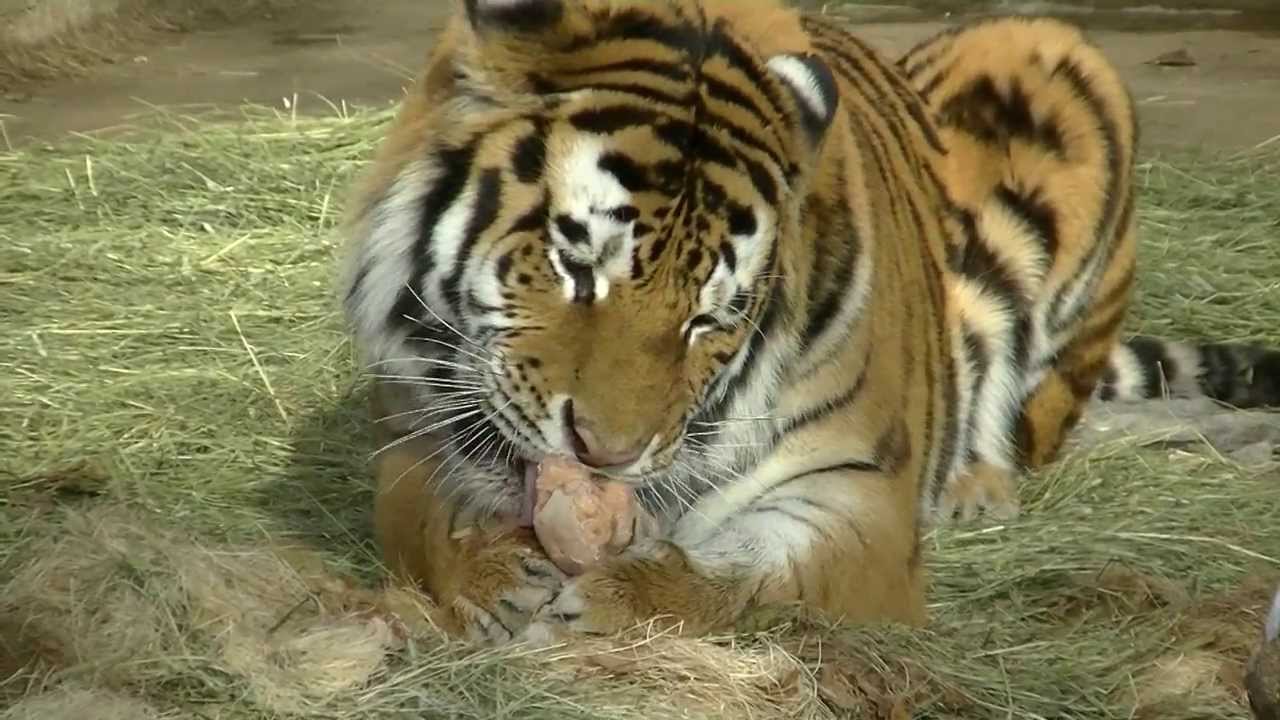 Siberian Tiger Chewing On A Bone - YouTube