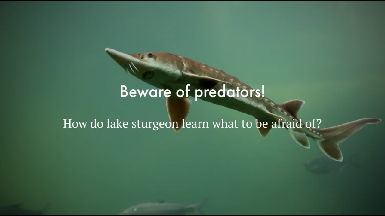 How do lake sturgeon embryos learn anti-predator behavior? - YouTube