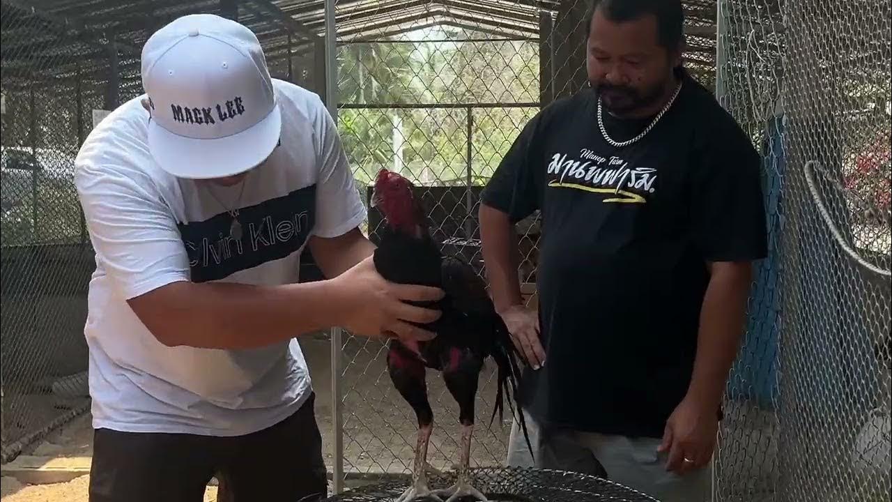 Mus Saib qaib Thailand thaum 3-20-2024 - YouTube