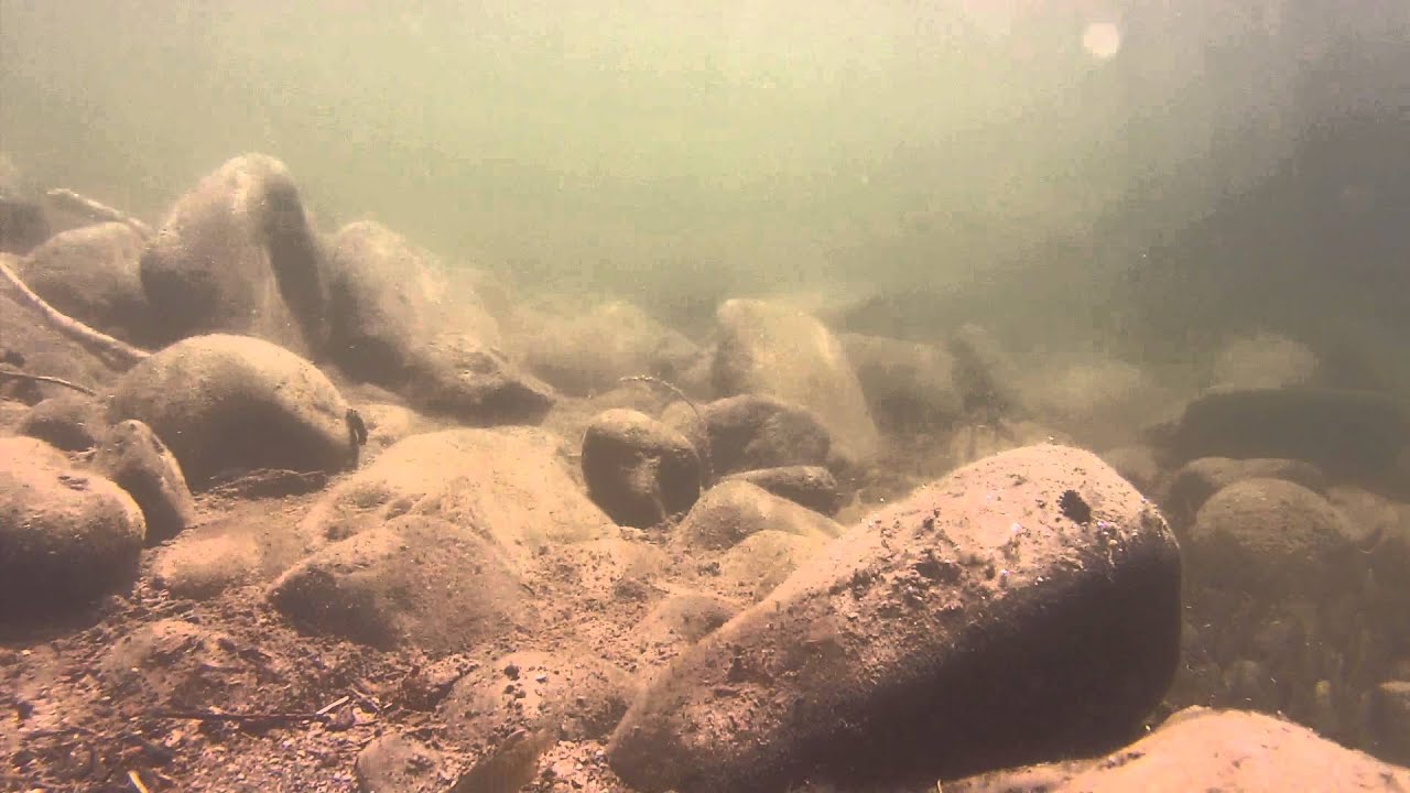 Cispus River off channel habitat - YouTube