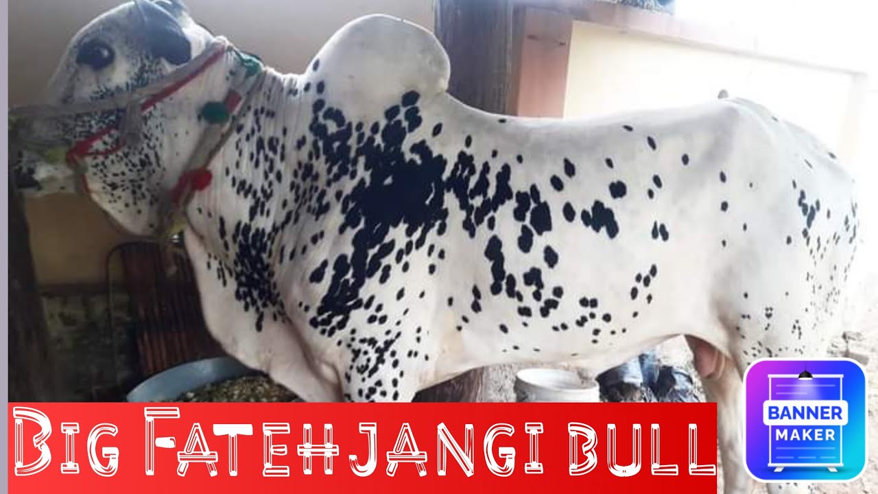 Big Fatehjangi bull of Mian Hammad Home Qurbani 2021 - Eid Cows - YouTube