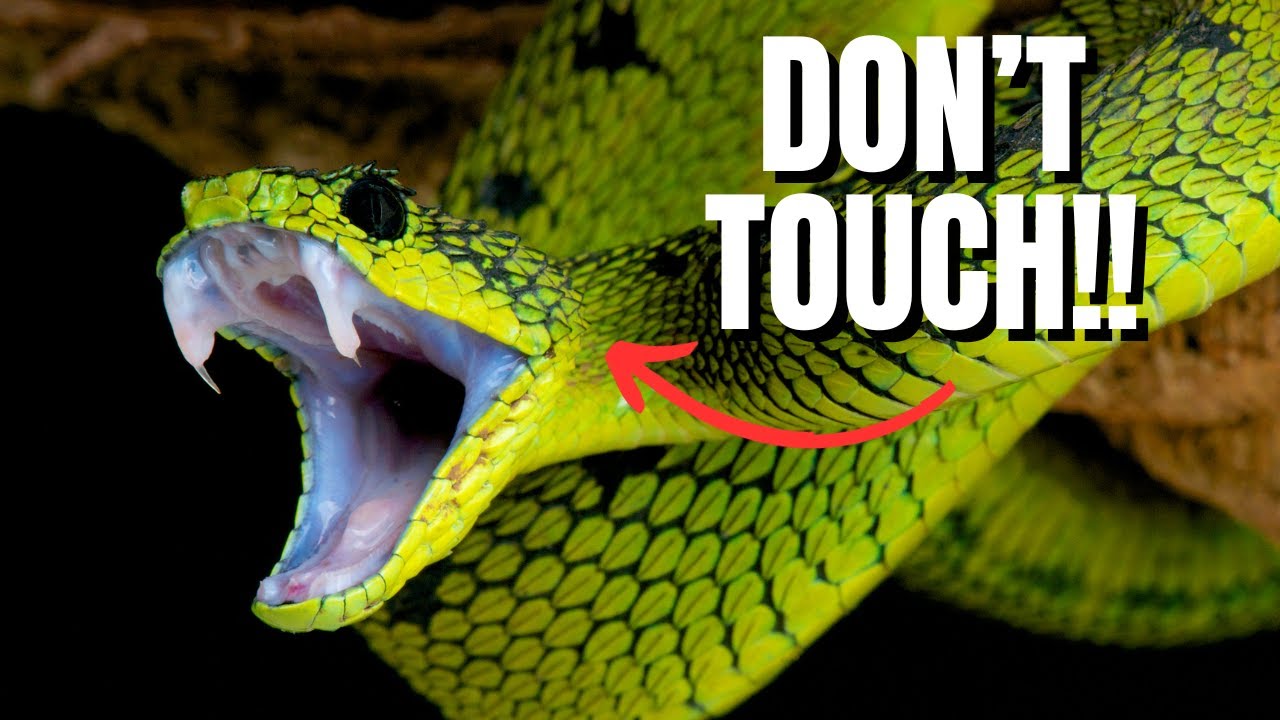 Top 10 Most Venomous Animals On Earth - YouTube