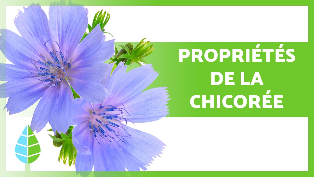 BIENFAITS de la CHICORÉE 💚 PROPRIÉTÉS, comment en CONSOMMER et Contre ...