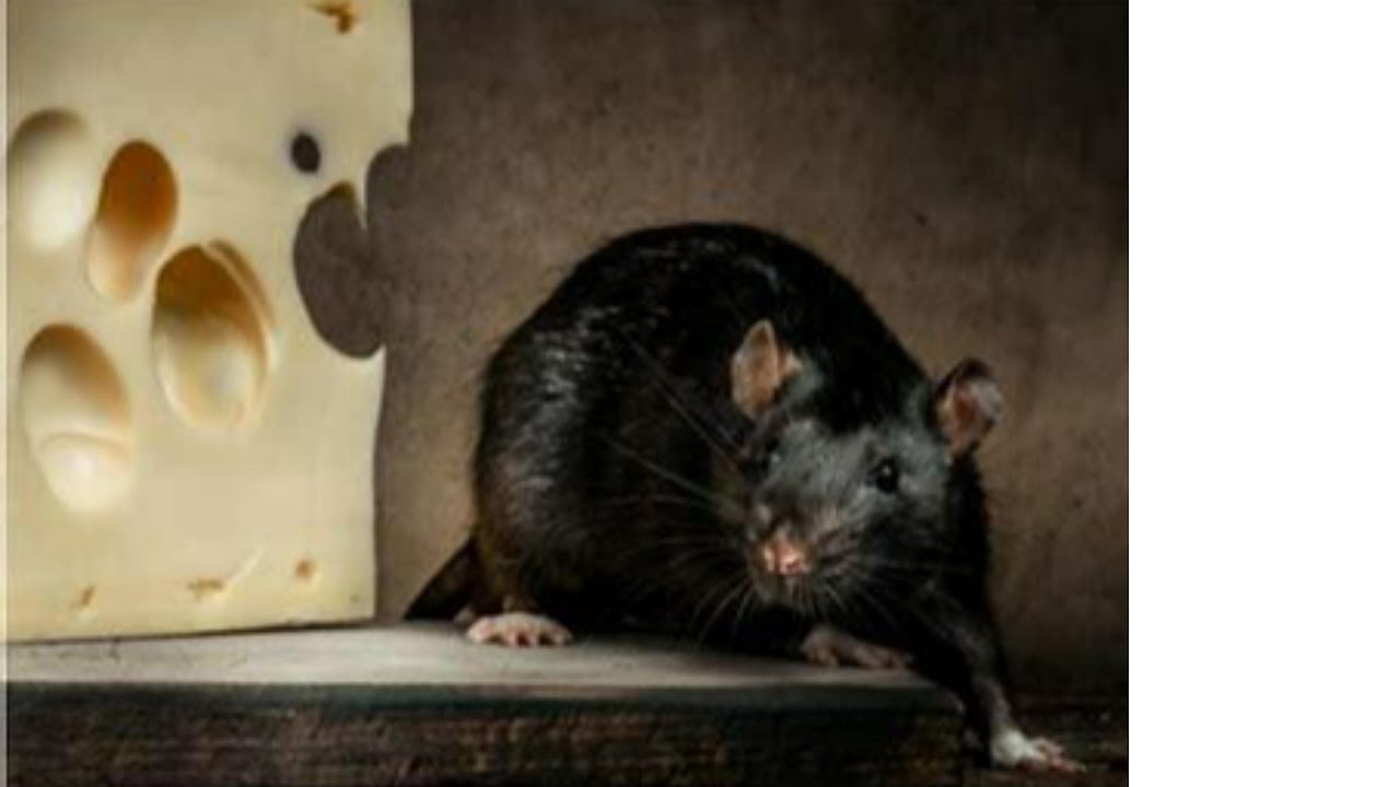 Pest rat control on foreign farms - YouTube