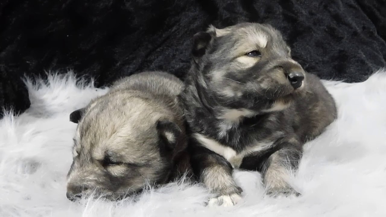 More of the 2 week old wolf dog pups - YouTube