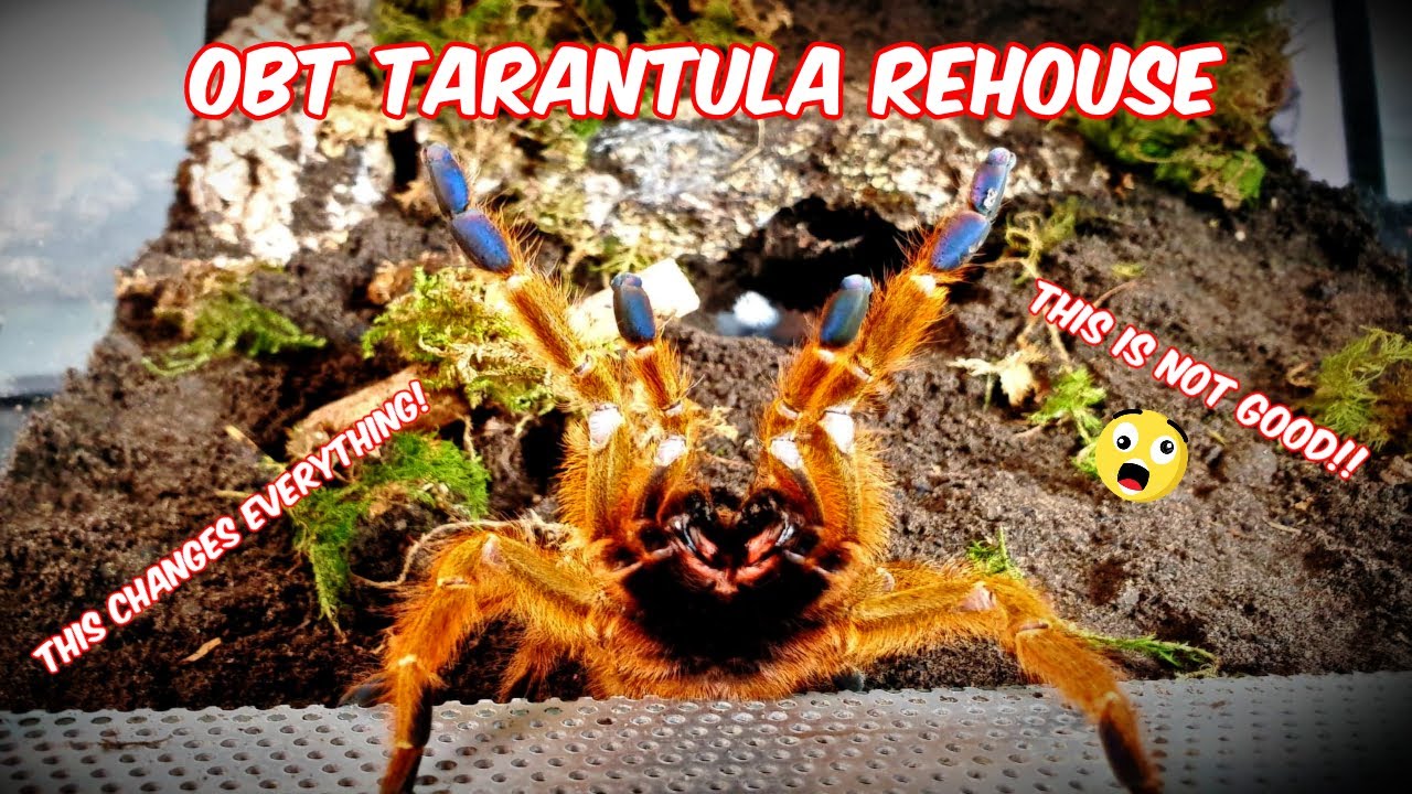 OBT TARANTULA rehouse gone wrong! - YouTube