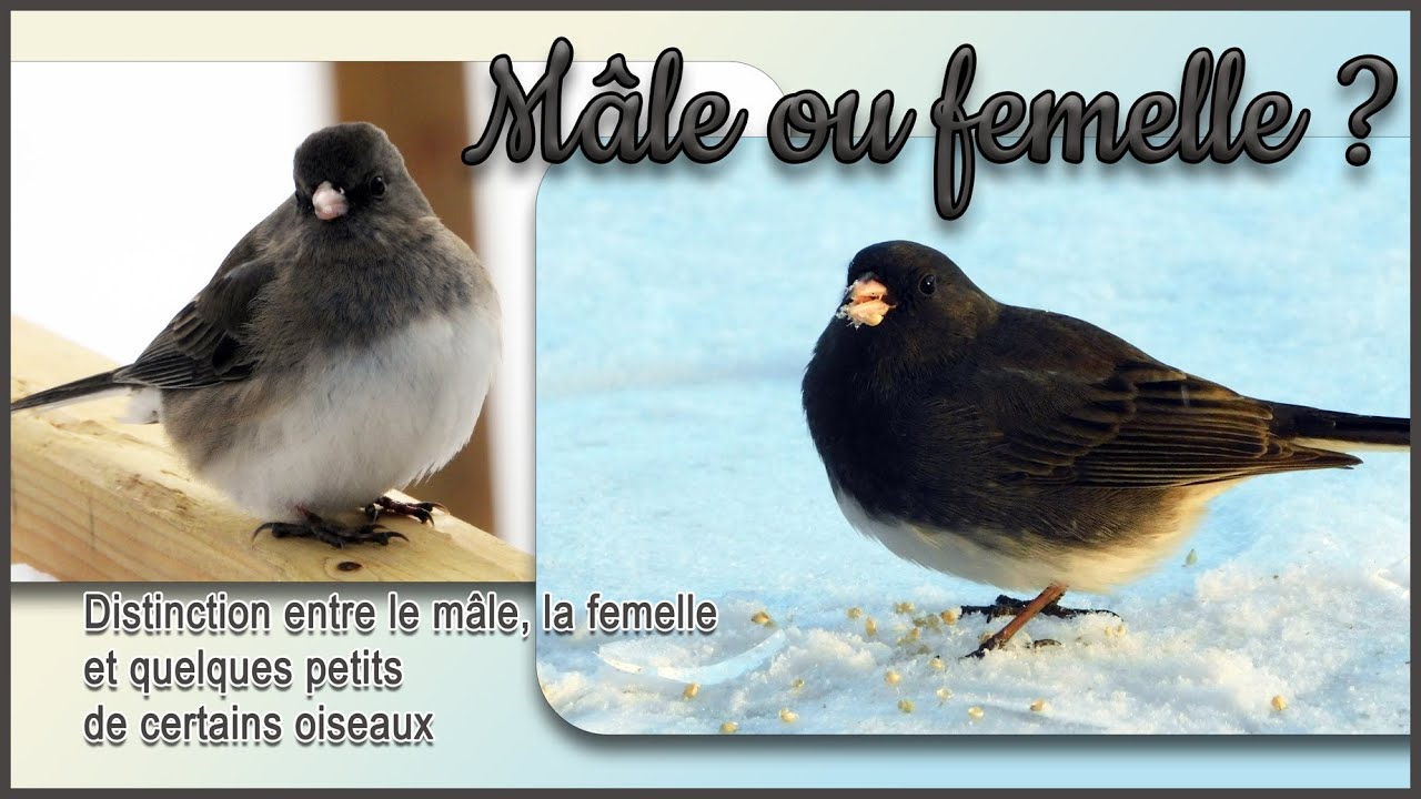 Mâle ou femelle / Male or female - Leurs petits et chants - YouTube