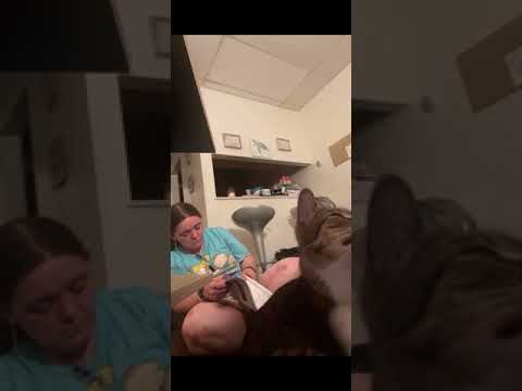 MSASHYCAT ‘s cat 🐈 steals the show. (They don’t seem to like her much) #msashycat