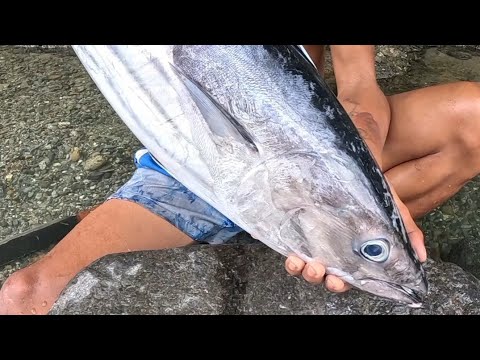 "SUTOKIL" 8Kg Tulingan or Skipjack Tuna SUGBA TINOLA KILAW! 🔥 - YouTube