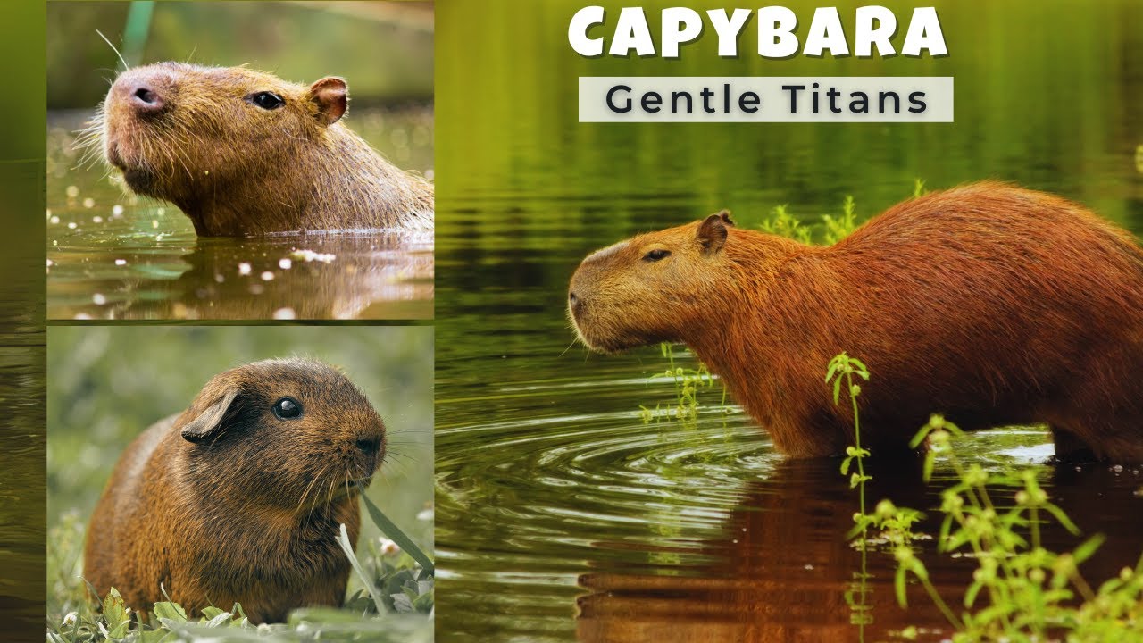 Capybara Chronicles: The Enigmatic Gentle Giants - YouTube