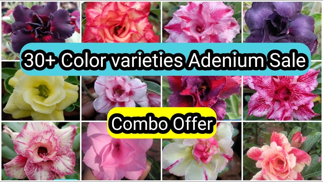 Biggest Adenium Sale | 30+ Color Varieties | അഡീനിയം ചെടികൾ ഓൺലൈനി ...